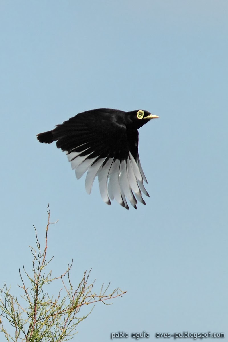 mis fotos de aves: Hymenops perspicillatus Pico de Plata Spectacled Tyrant
