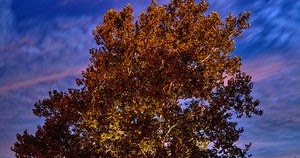 Roy Staab: photos of BECOMING A STAR when the magic begins