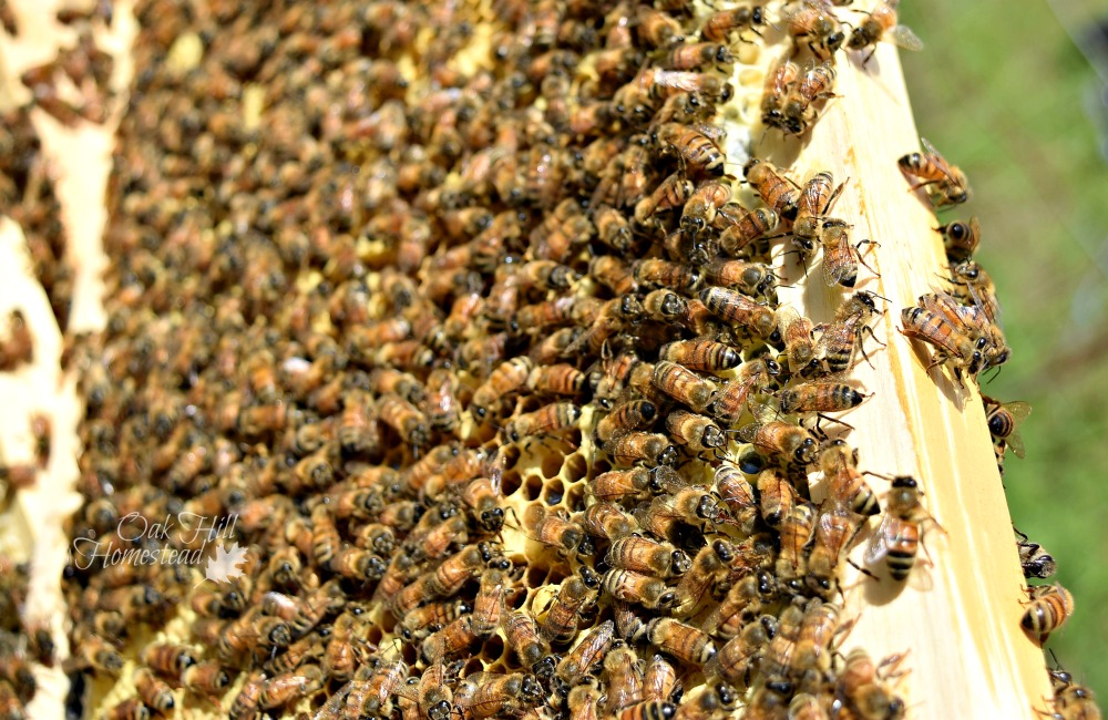 Three Months with the Bees - Oak Hill Homestead