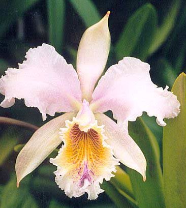 National Flower of Venezuela