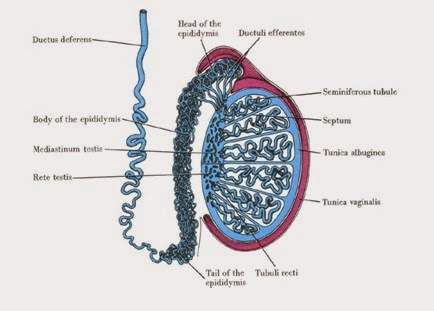 GREEN THE WORLD: BENTUK MORFOLOGI DAN ANATOMI ALAT REPRODUKSI JANTAN ...