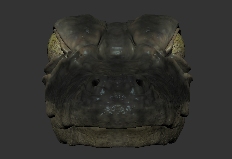 Robert Garcia 2D and 3D Art: Baby Alligator Head