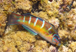 Artes de Pesca: VAMOS A PESCAR PEZ VERDE