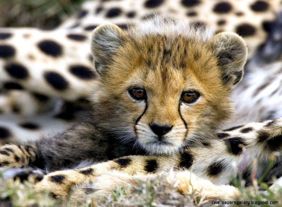 Cute Baby Lion Wallpaper | Wallpapers Gallery