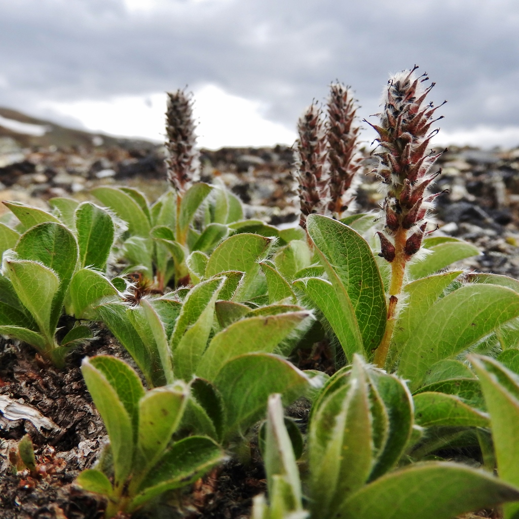 natural connections: Real-life Truffula Trees