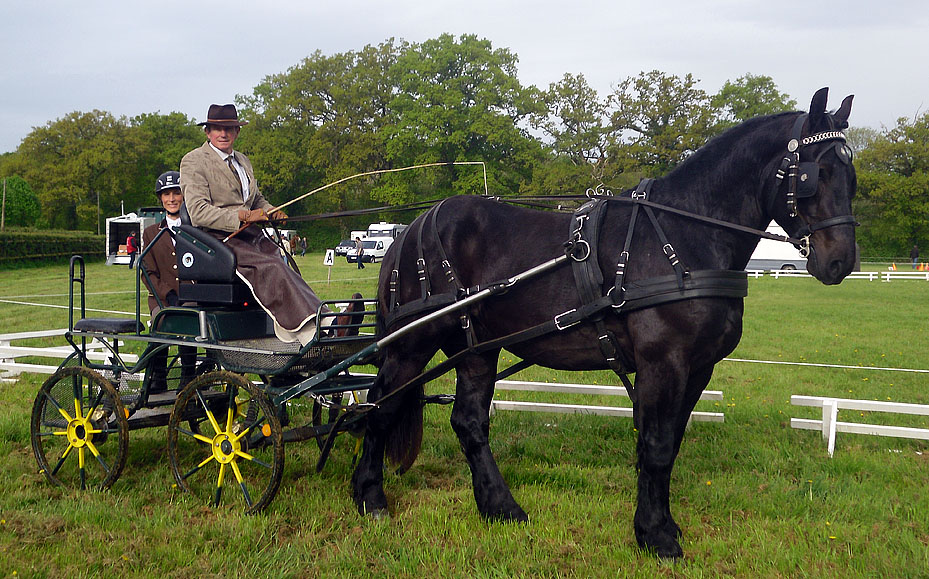 Percheron International: Histoire D'Un "Modèle Insuffisant"