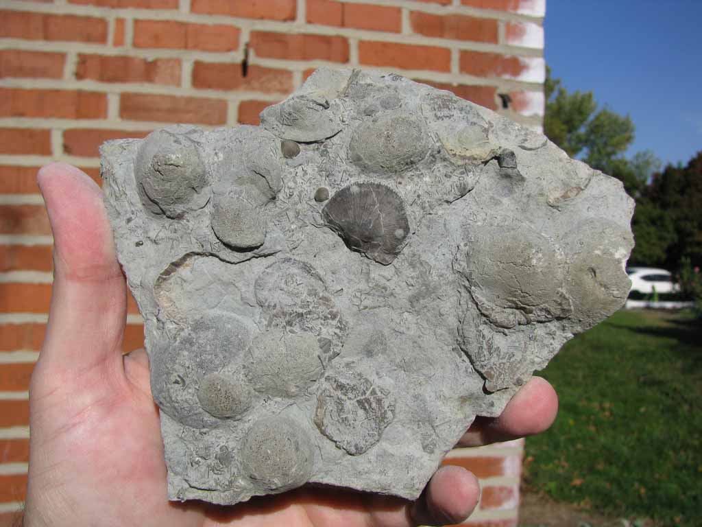 Views of the Mahantango: Rafinesquina alternata brachiopod from the ...