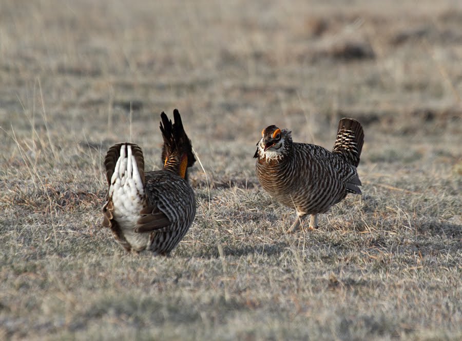 Lost in BIrding: Greater Chicken Run...COLORADO (1 May)