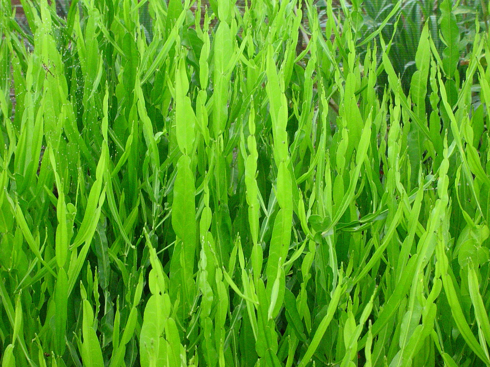 Vida Saudável: Carqueja