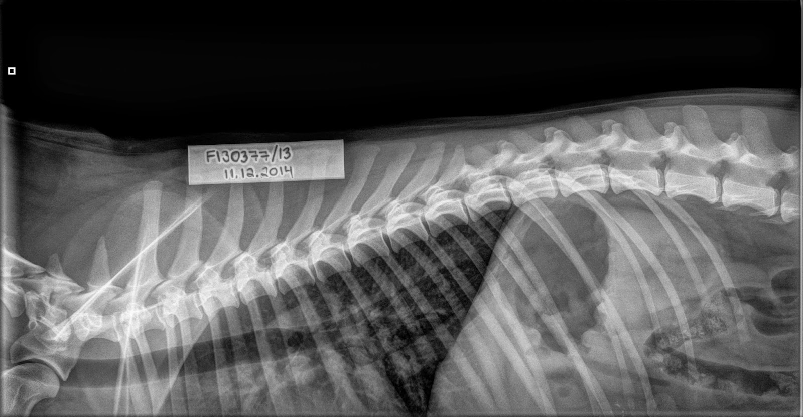 Taavin Touhut & Sinnin Seikkailut: Läpivalaistus
