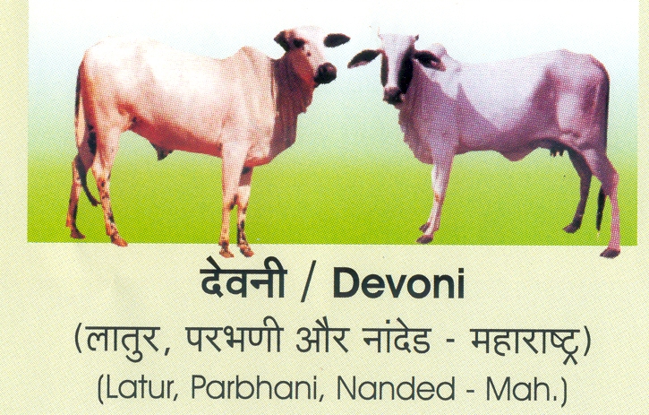 Indian Cow Breeds getting extinct
