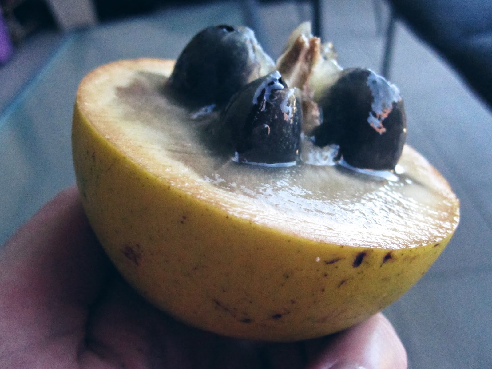 Peroratio: (2013/443) Abiu, a fruta de vovó