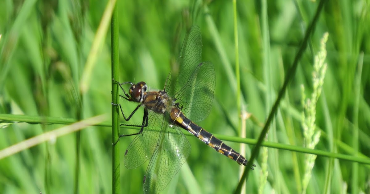 The Dragonfly Whisperer: Species Spotlight: Spiny Baskettail—New for ...