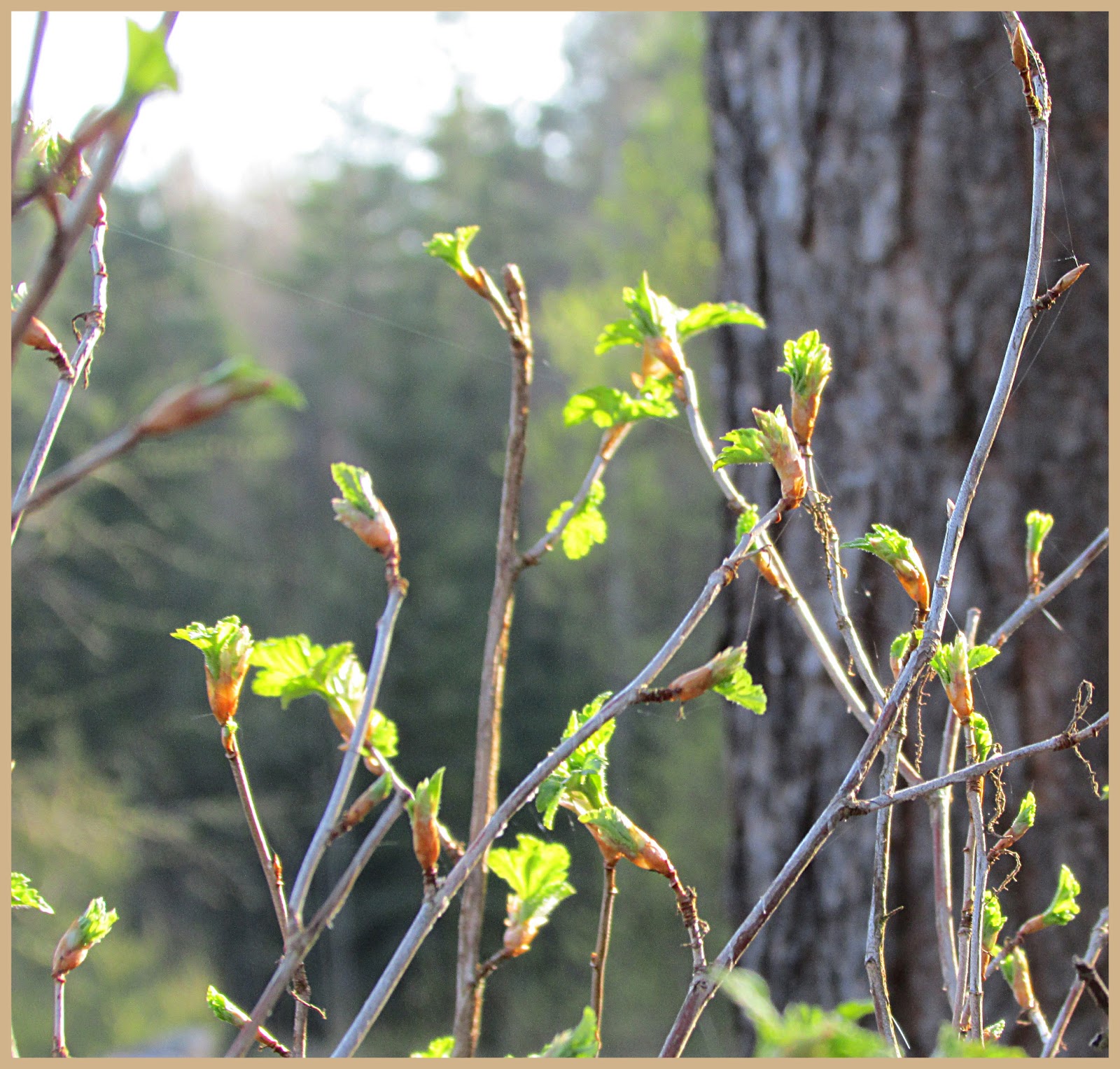 Kahelinkulma: Kukkuu kukkuu..