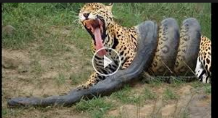 Monster boa constrictor versus bovine. Panther versus Giant python ...