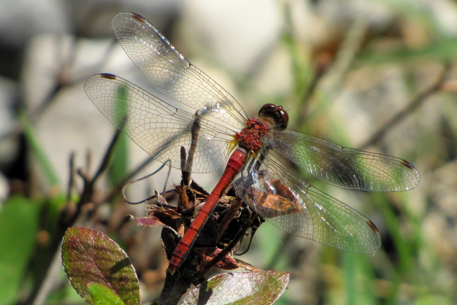 To Behold the Beauty: 4/1/13 - 5/1/13