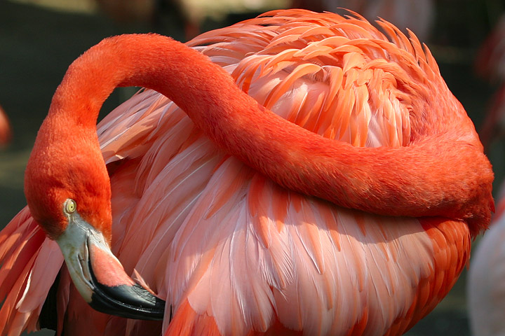 FLAMINGO FACTS |The Garden of Eaden