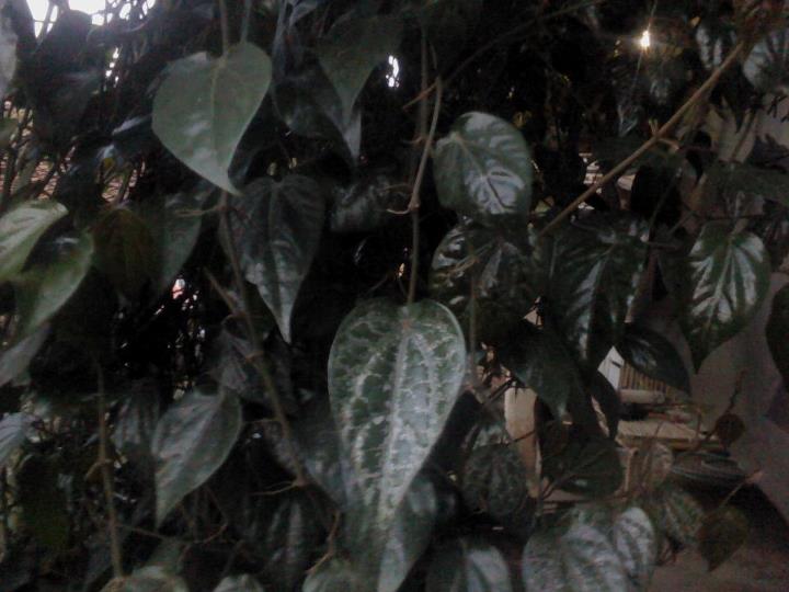 Khasiat Seureuh Beureum atau Sirih Merah ~ .:: Penting Gak Penting