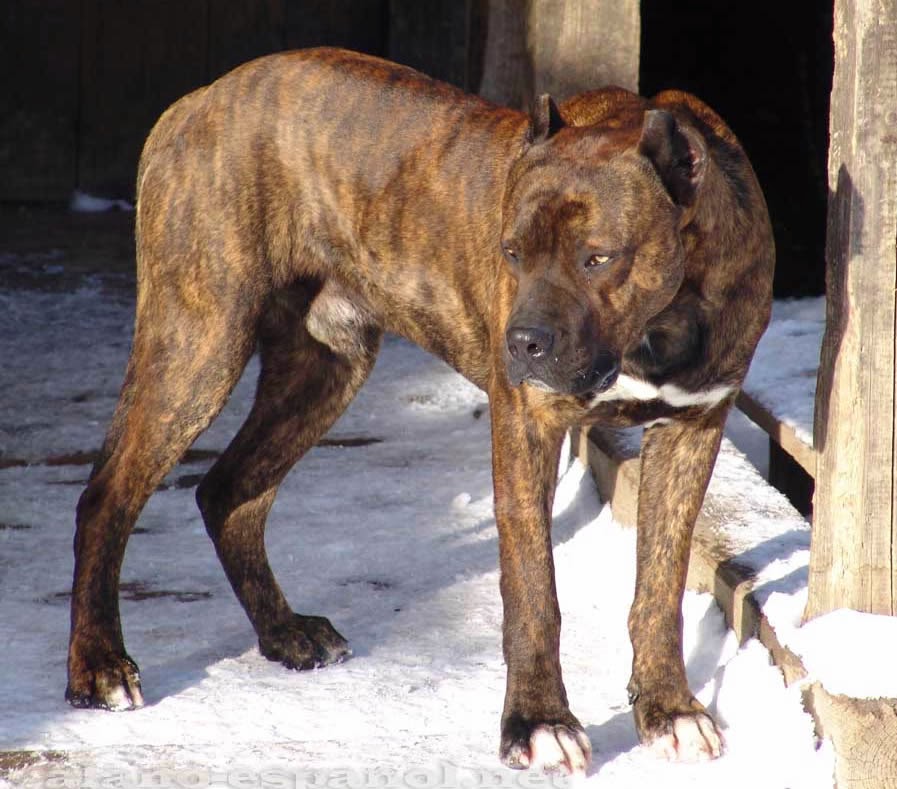 Raças de Cães do Mundo Inteiro: Alano Espanhol