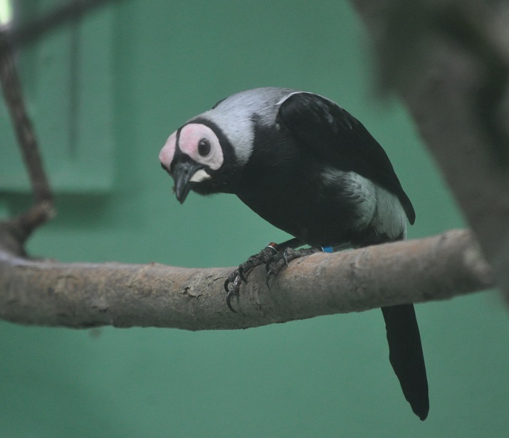 ZOOTOGRAFIANDO (6.096 ANIMALS): COLETO / COLETO (Sarcops calvus)