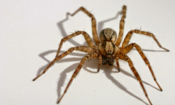 PostTenebrasLux: El mito de Aracne (del griego ἀράχνη, ‘araña’)