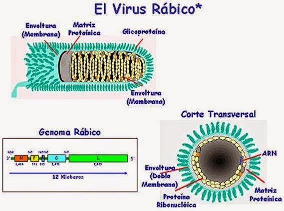 Virus de la Rabia: ¿Que es el Virus de la Rabia?