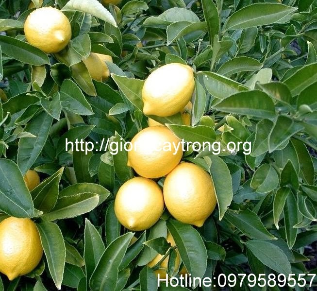 Giống Chanh Bốn Mùa | Chanh tứ thời - Cây Giống Đại Học Nông Nghiệp-Hà Nội