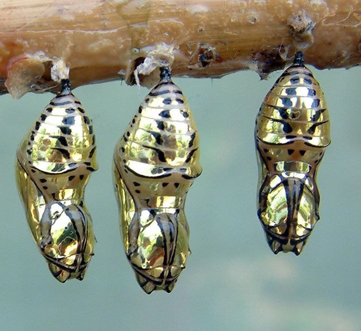 Biologia-Vida: Casulos dourados de borboletas / Golden butterfly chrysalis