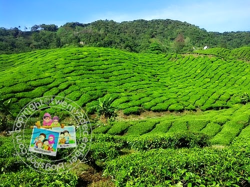 twenty2december™ : Cameron Highland ~ Ladang Teh Boh