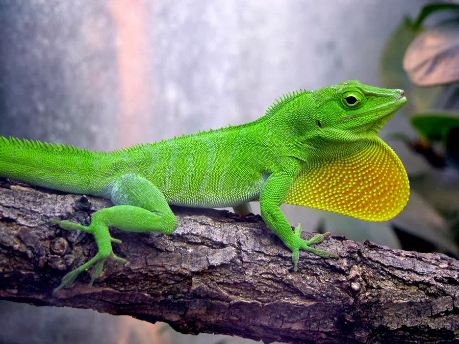 SAURIOS ~ Reptiles y Anfibios Online