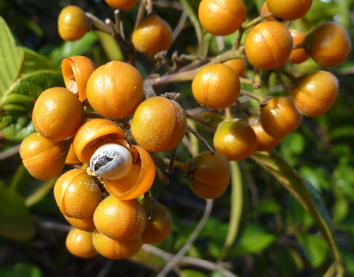 ALAM TUMBUHAN: KELUARGA SIMPUH / SIMPUHIA (Dilleniaceae family)