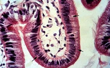 DUNIA BIOLOGIKU: JARINGAN EPITEL