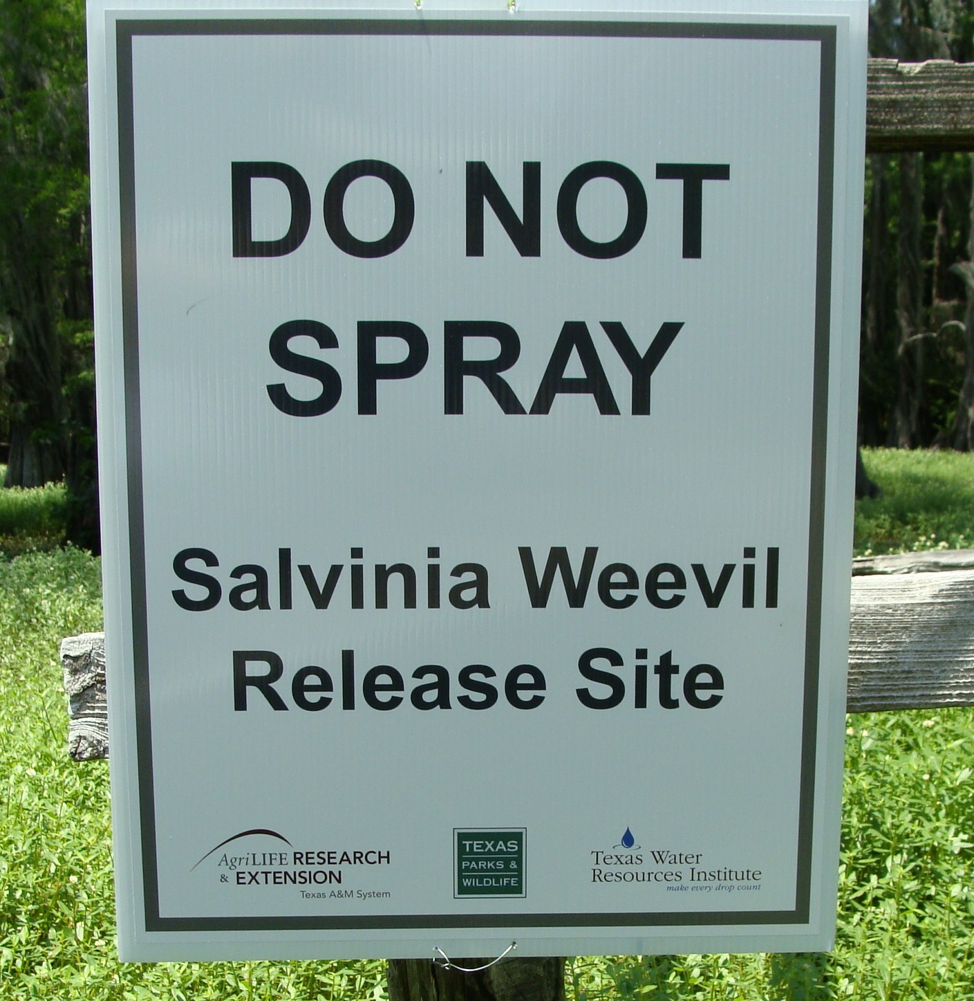 Caddo Lake Giant Salvinia Eradication Project: Large-Scale Weevil ...