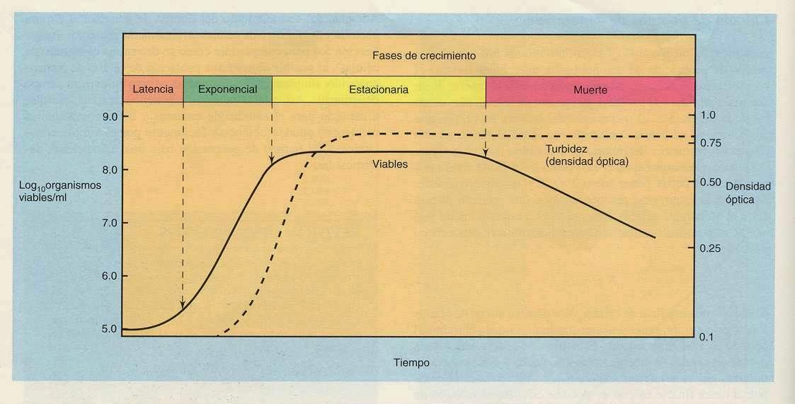 Microbiología: Curva del Crecimiento