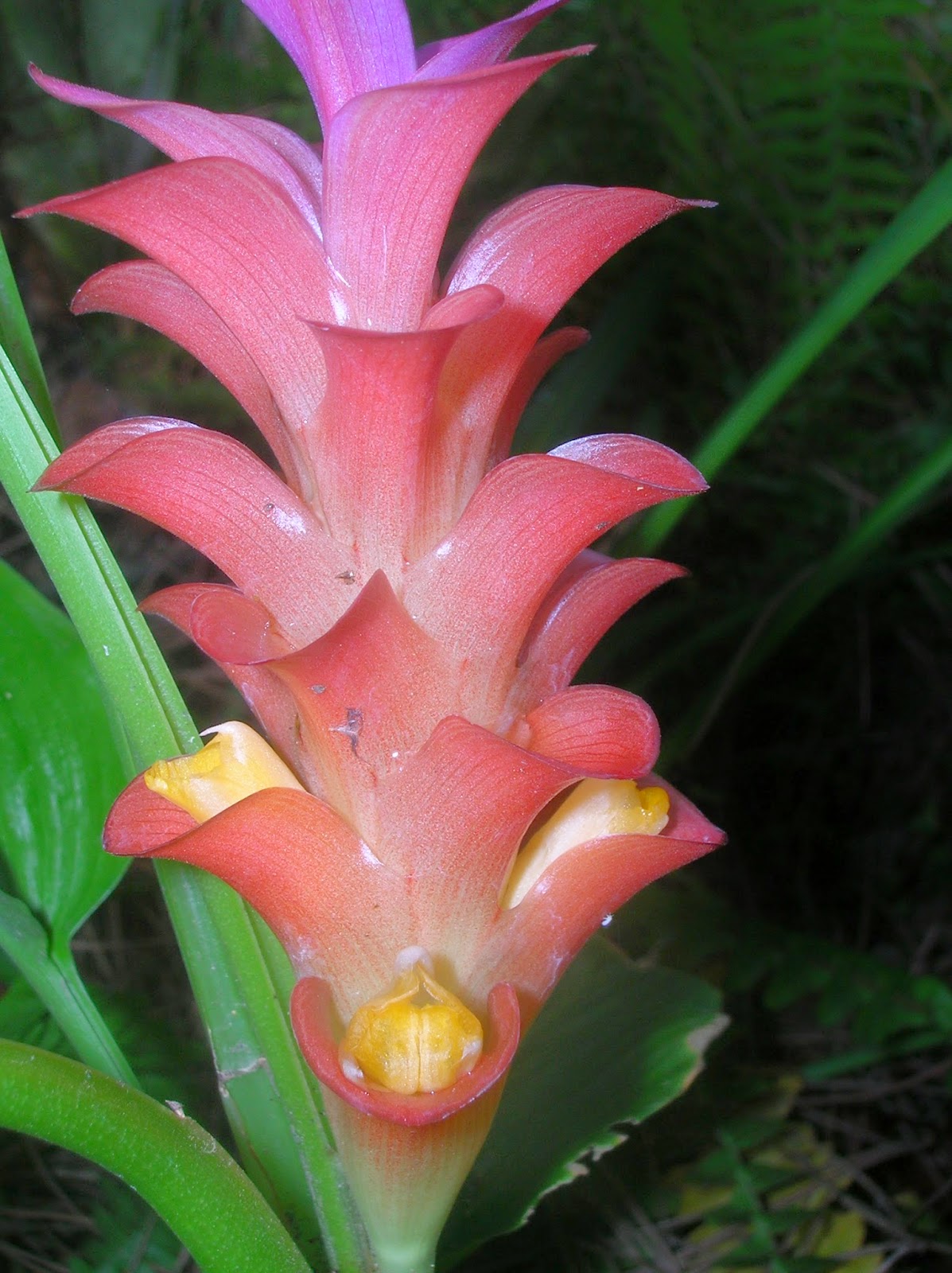 Recregarden: CURCUMA RED TORCH