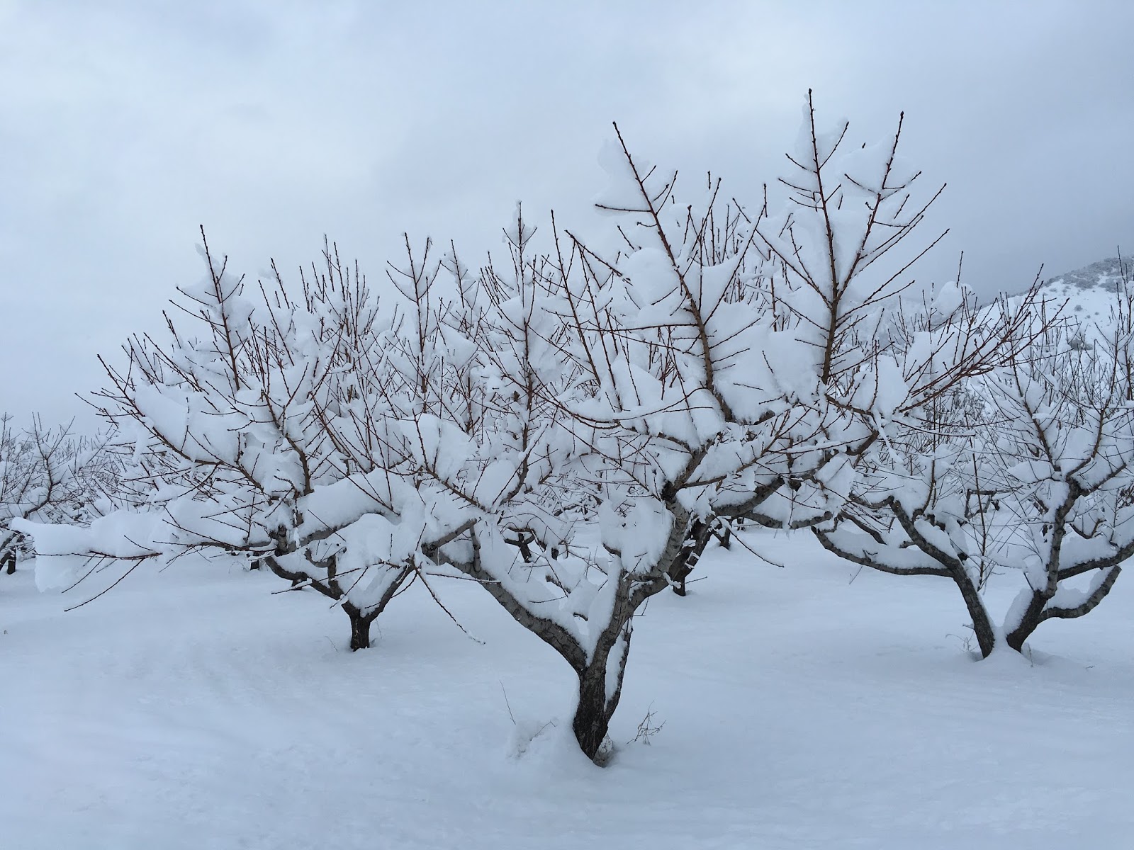Fruit Tree Pruning at Its Best: Protecting Fruit Trees from Heavy Snow ...