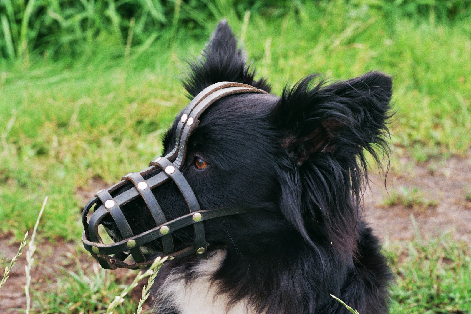 dorography: Dog with a Hannibal Lecter mask.