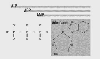 BIOLOGI GONZAGA: JAWABAN SOAL METABOLISME SEL