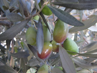 Sagrado Azeite de Oliva: A Simbologia na Bíblia