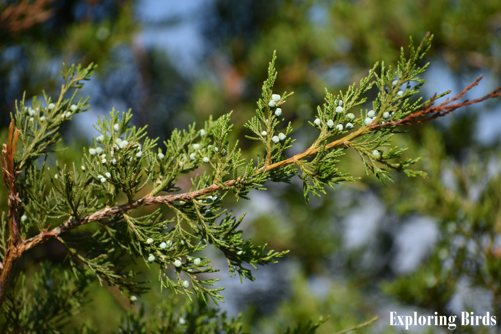GREEN FOREST: Eastern red cedar tree