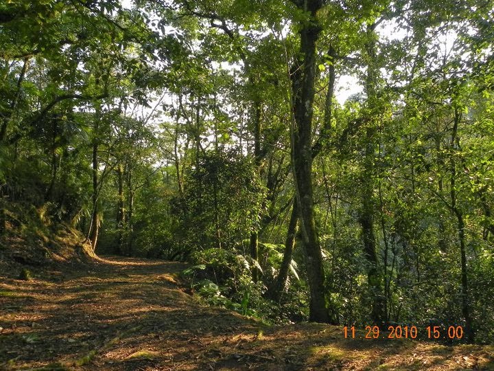 El naturalista: El bosque Mesófilo de Montaña. Un ecosistema seriamente ...