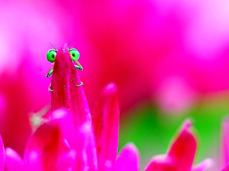 The Flying Tortoise: These Damsels Are Not In Distress...