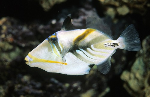 Huma Huma Triggerfish - Fishes World - HD Images & Free Photos