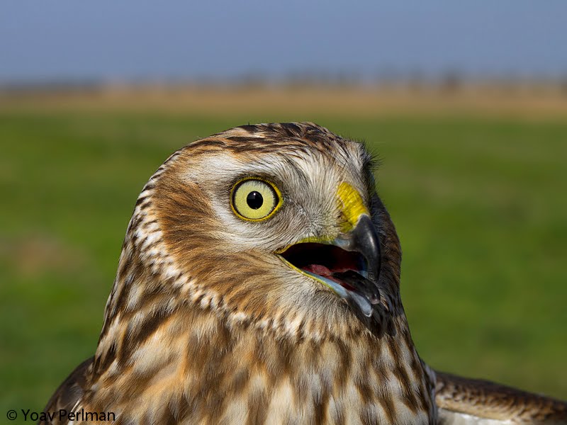 Yoav Perlman - birding, science, conservation, photography: Ringo Star