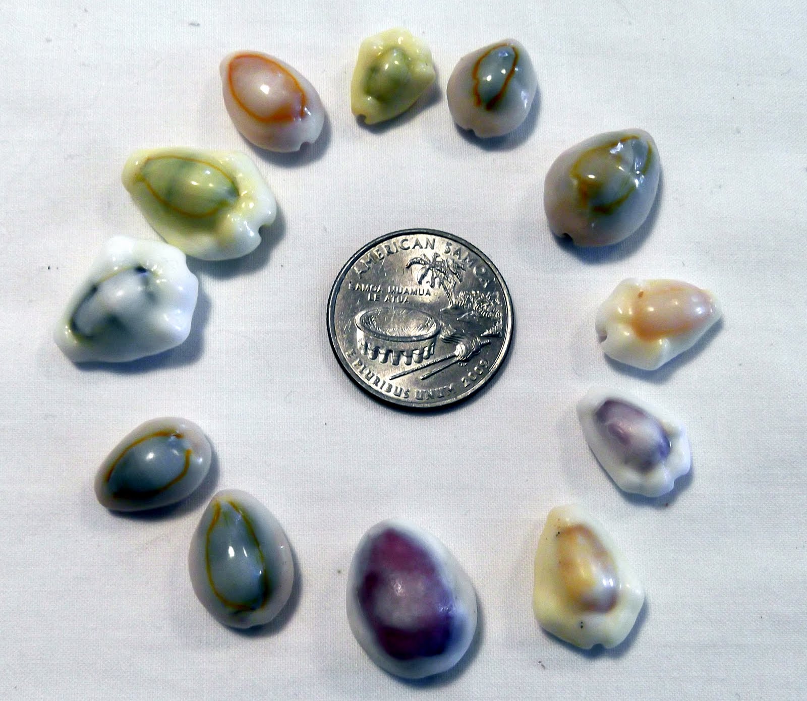 Across The Universe: Shelling in Samoa