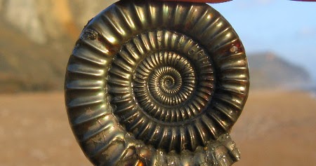 Types of Fossils According to Their Formation - Geology In