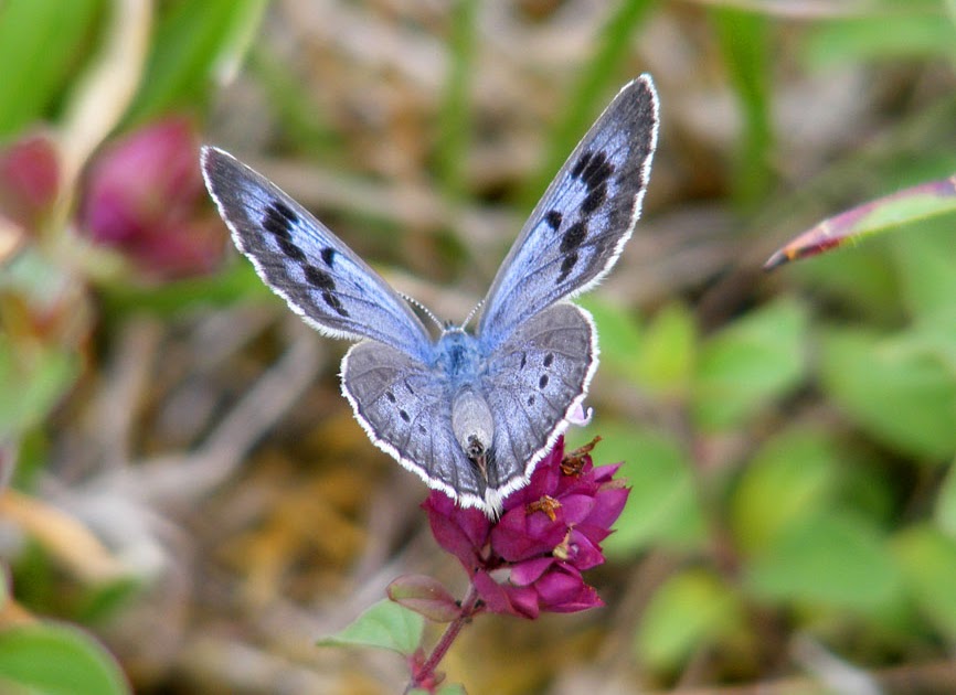 Days on the Claise: Conserving the Large Blue Butterfly in the Touraine