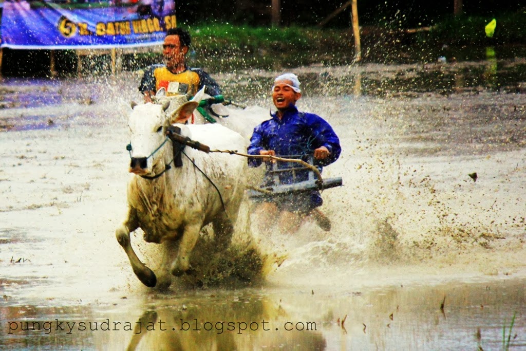 Pacu Jawi, Balapan Sapi ala Minangkabau ~ PhotoSeeker