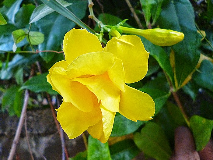 Allamanda Double-Goldeden Trumpet Yellow.Kahamal | SL Flora