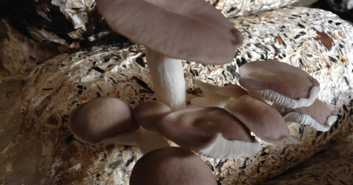 Health Benefits of Oyster mushrooms–Pleurotus Ostreatus ~ HERTU Farms - " Do an ordinary things ...